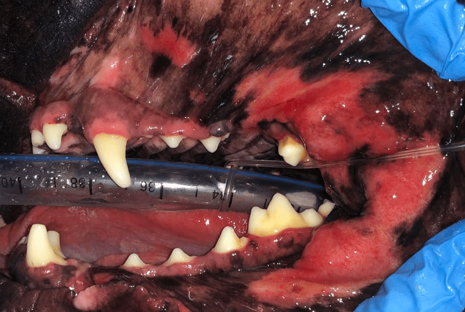 Canine Chronic Ulcerative Stomatitis (CCUS)