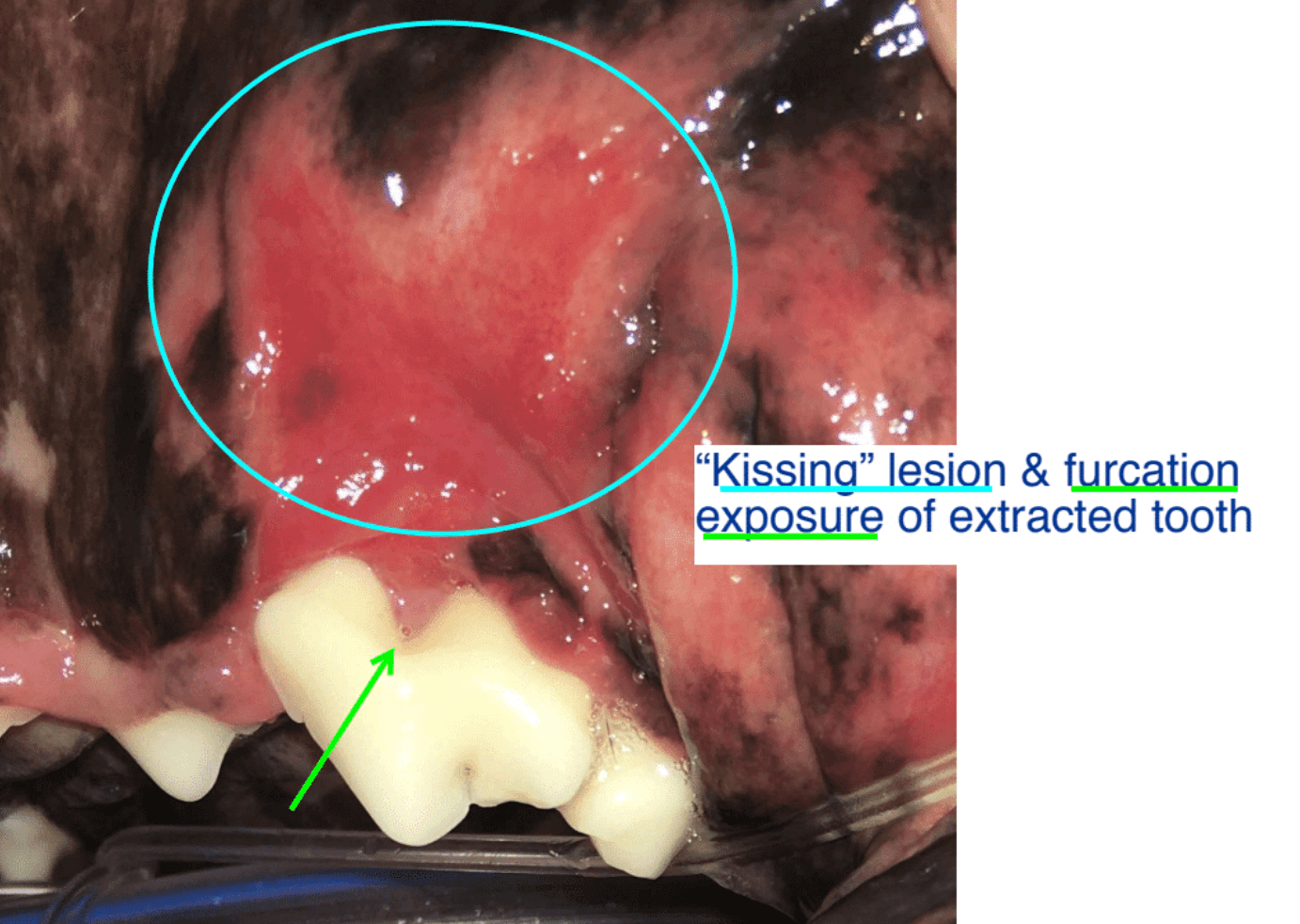 Canine Chronic Ulcerative Stomatitis (CCUS)