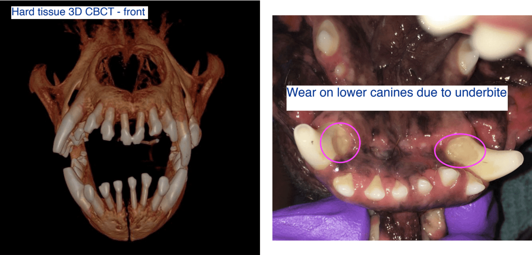 Canine Chronic Ulcerative Stomatitis (CCUS)