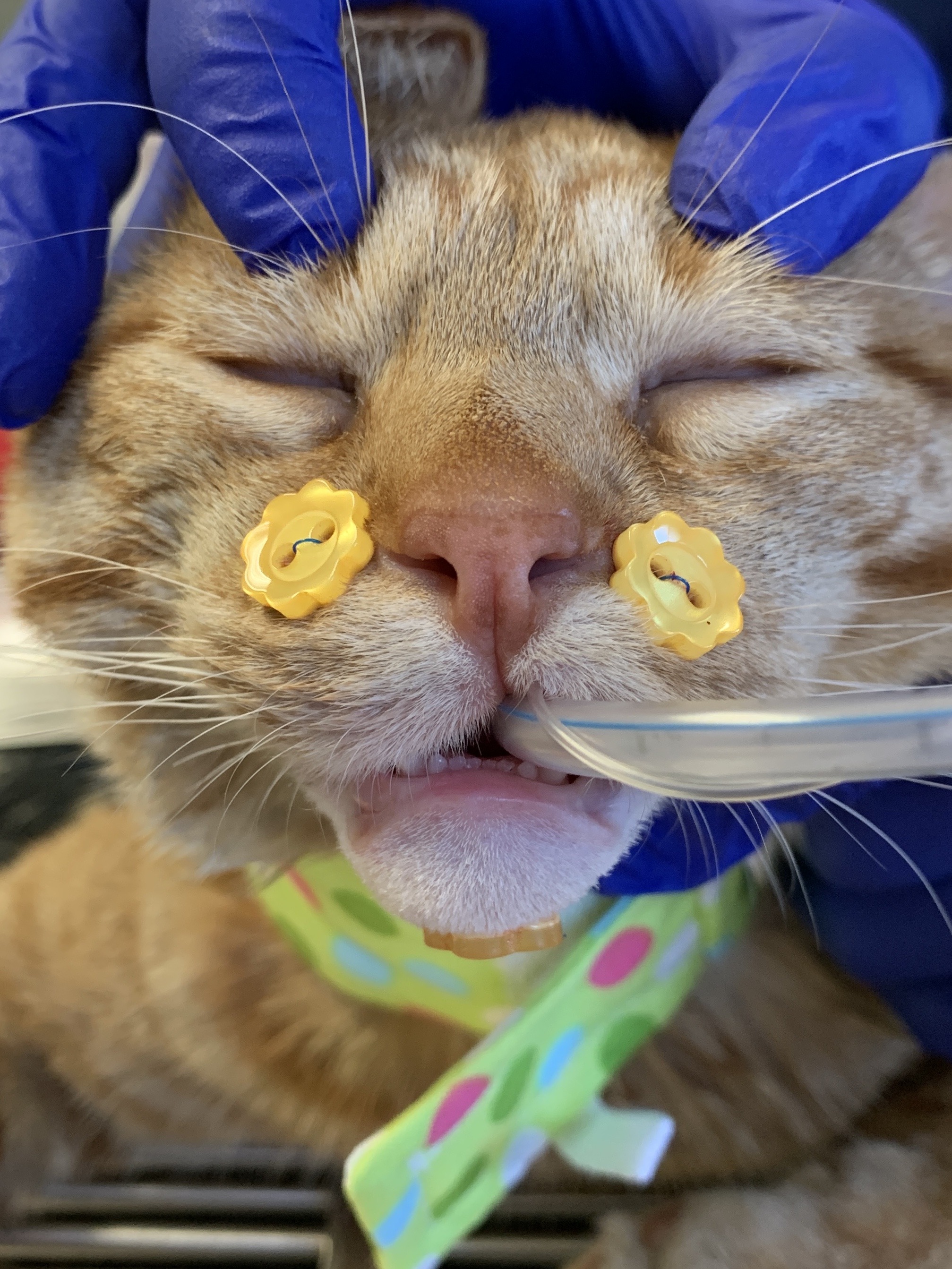 Feline Dental Health Case Study: Managing Temporomandibular Joint Luxation