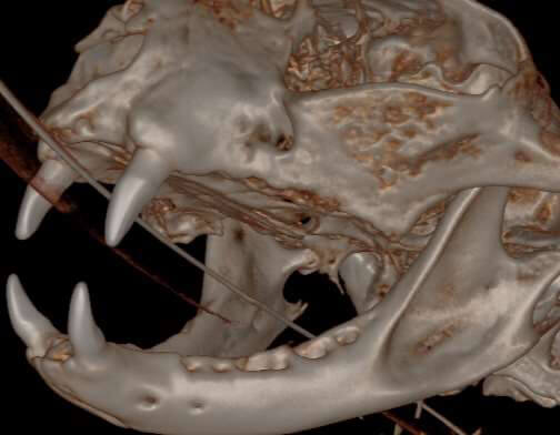Feline Chronic Stomatitis: Full Mouth Extraction Success in Cats