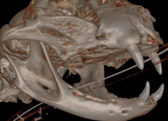 Feline Chronic Stomatitis: Full Mouth Extraction Success in Cats