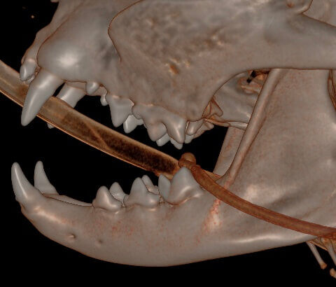 Feline Chronic Stomatitis: Full Mouth Extraction Success in Cats