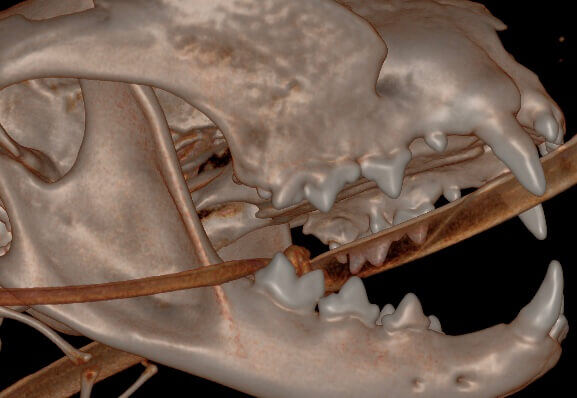 Feline Chronic Stomatitis: Full Mouth Extraction Success in Cats