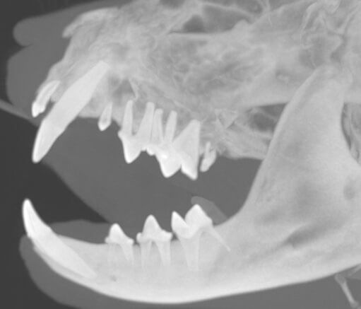Feline Chronic Stomatitis: Full Mouth Extraction Success in Cats