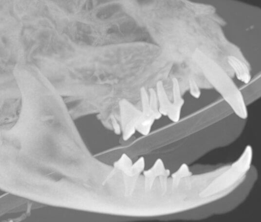 Feline Chronic Stomatitis: Full Mouth Extraction Success in Cats