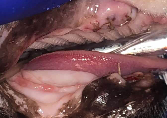 Feline Chronic Stomatitis: Full Mouth Extraction Success in Cats