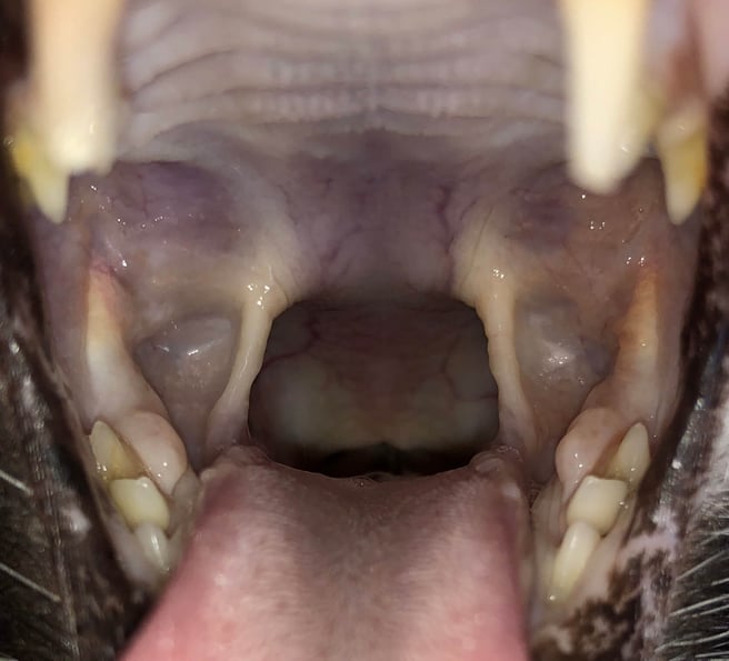 Feline Chronic Stomatitis: Full Mouth Extraction Success in Cats