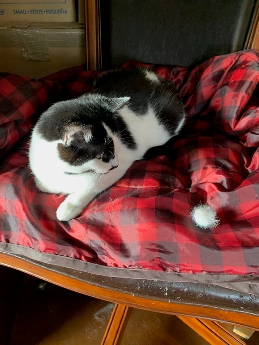 Feline Chronic Stomatitis: Full Mouth Extraction Success in Cats